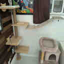 Tucker Murphy Pet™ Damyanti Wall-mounted Cat Tree Shelved 6 Pcs Climbing Center & Reviews | Wayfair